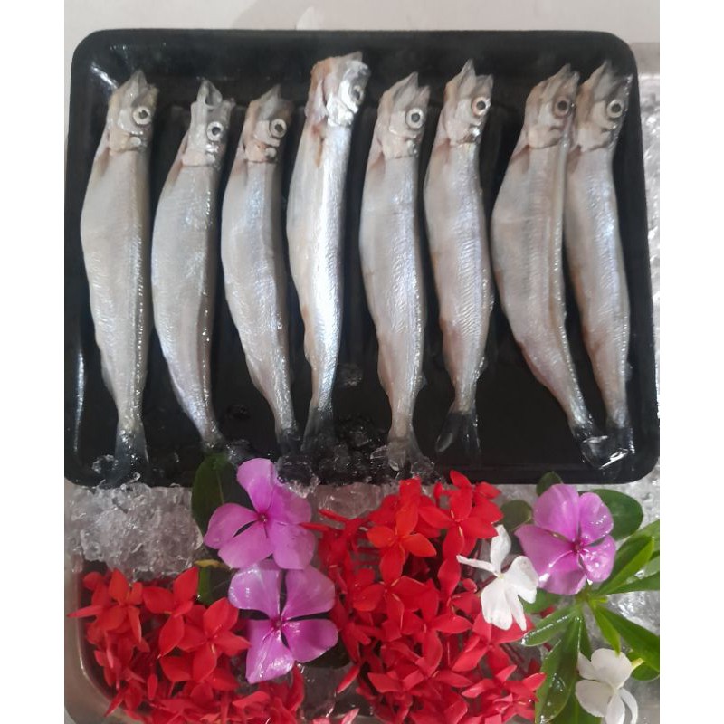 Jual IKAN SHISHAMO FROZEN ISI 8 EKOR | Shopee Indonesia