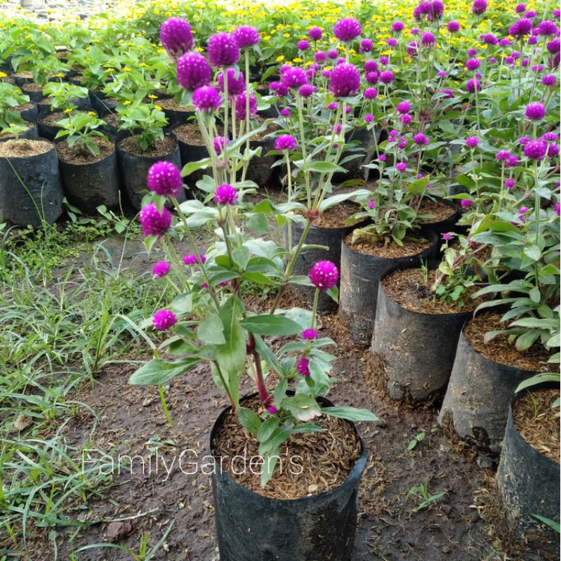 Jual Tanaman Hias Bunga Kancing / Kenop | Shopee Indonesia