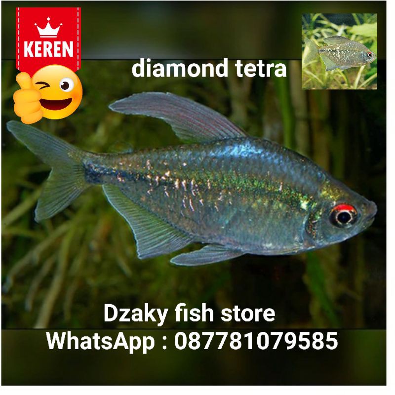 Jual ikan hias air tawar diamond tetra | Shopee Indonesia