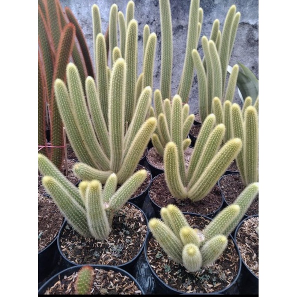 Jual Kaktus ekor tupai kuning dan merah | Shopee Indonesia