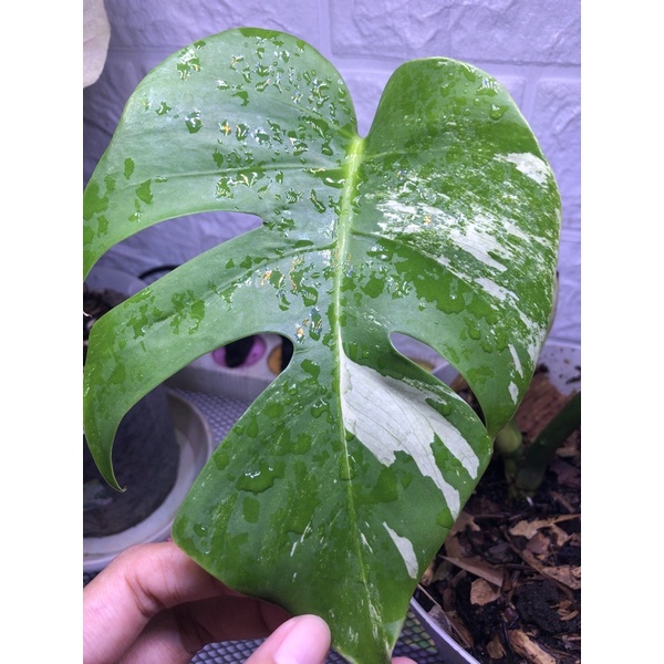 Jual monstera variegata kak Hanifah Aulia | Shopee Indonesia