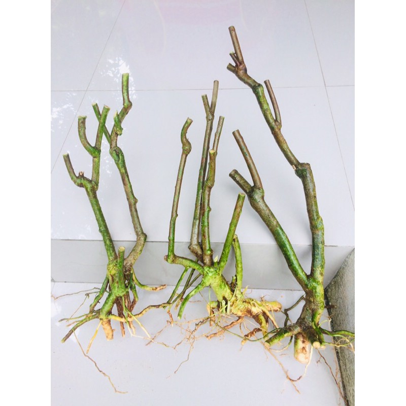 Jual dongkelan pohon katu unik berkarakter | Shopee Indonesia