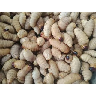 Jual Ulat Sagu Terlengkap & Harga Terbaru Mei 2024 | Shopee Indonesia