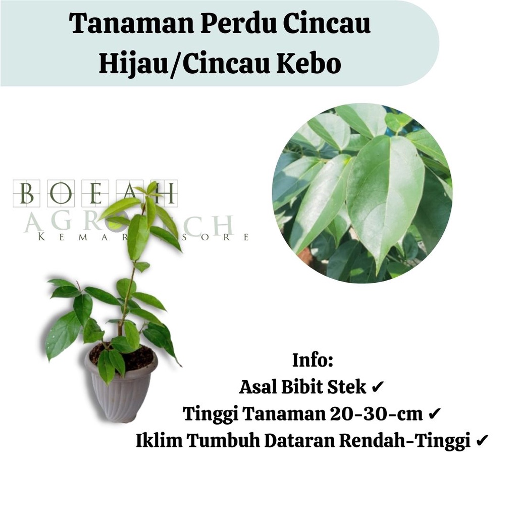 Jual Bibit Tanaman Cincau Hijau Perdu Cincau Hijau Tanaman Cincau Kebo ...