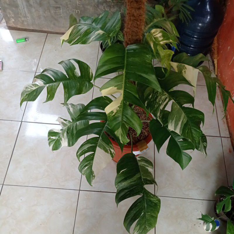 Jual epip jumbo | Shopee Indonesia