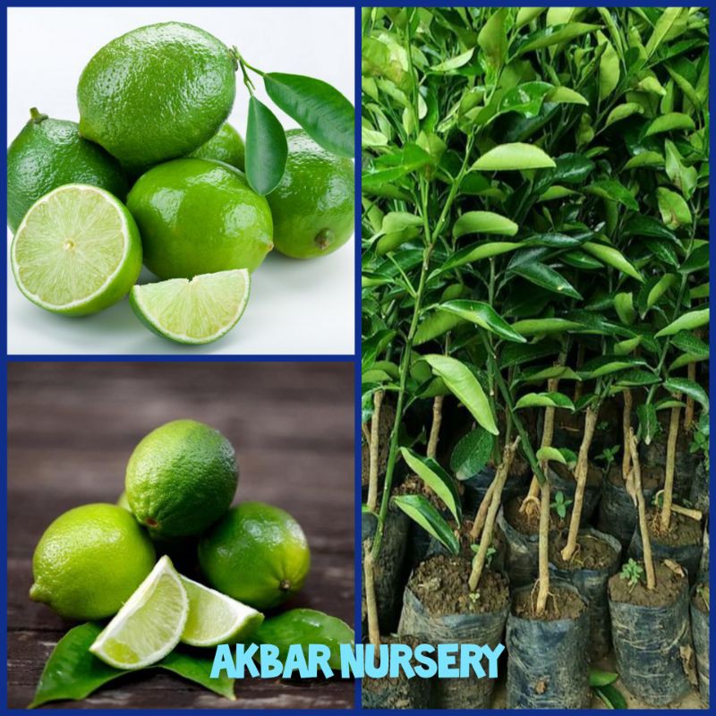 Jual Bibit Jeruk Nipis Bibit Tanaman Jeruk Nipis Okulasi | Shopee Indonesia Jual Bibit Jeruk Nipis Bibit Tanaman Jeruk Nipis Okulasi | Shopee Indonesia