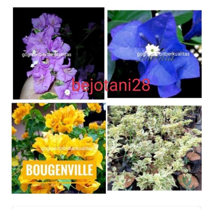 Jual Paket bugenvil isi 3 pohon ungu kuning biru | Shopee Indonesia