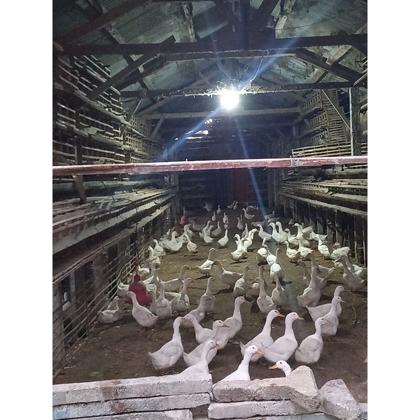 Jual telur BEBEK PEKING FERTIL JUMBO (BISA DITETASKAN) KANDANG MILIK ...