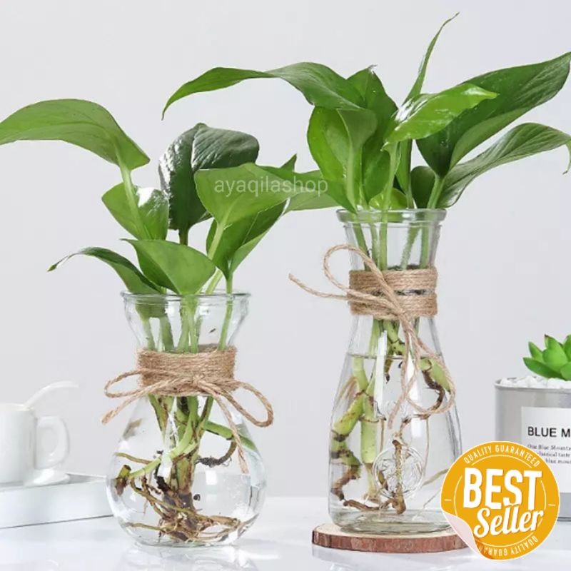 Jual VAS BUNGA KACA BENING TALI RAMI / BUNGA KERING / HIDROPONIK ...