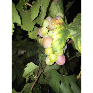 Jual Entres anggur import Trans,Jupir,Nn06,Reco Pentung,Aka,Souvenir ...