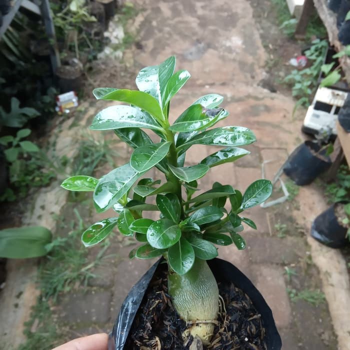 Jual BONSAI ADENIUM ARABICUM-bibit tanaman bonsai adenium arabicum ...
