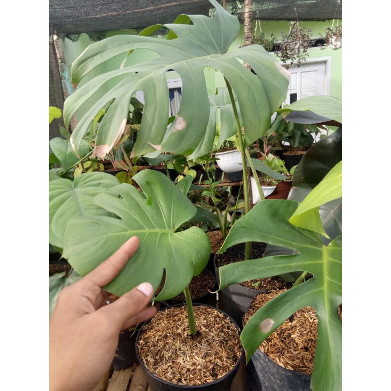Jual tanaman hias monstera epipremnum king-monstera king-monstera king ...