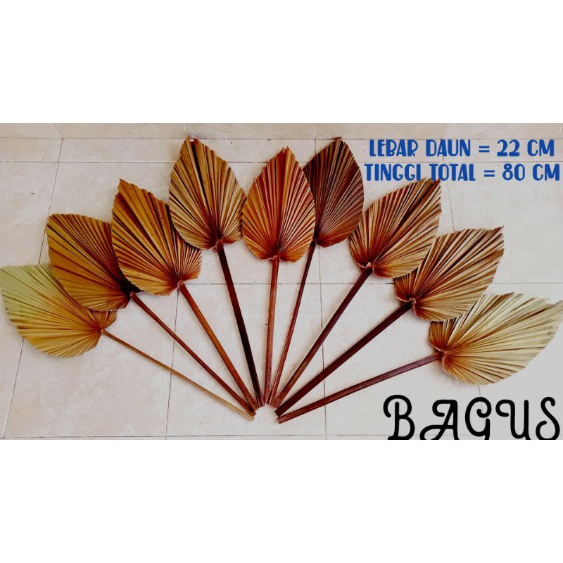 Jual Daun Palem Mini Daun Palem Kering Daun Palem Dekorasi Bacdroop Shopee Indonesia