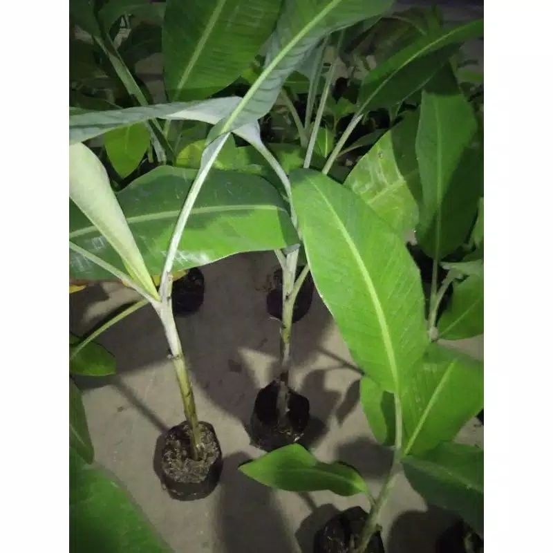 Jual Benih Pohon Pisang Ambon | Shopee Indonesia