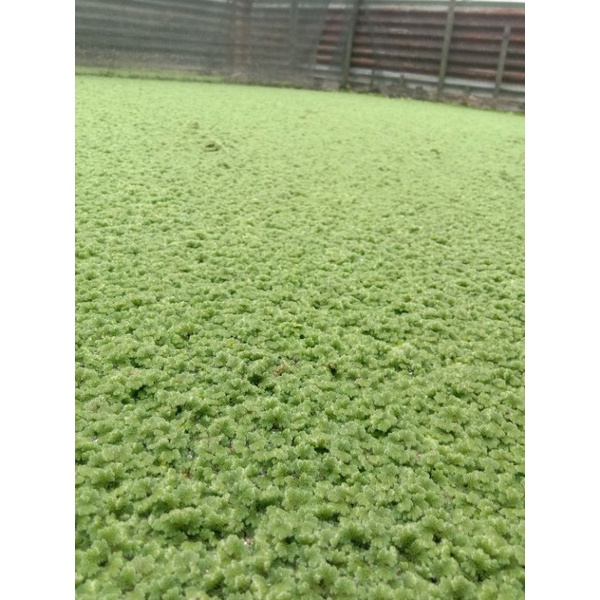 Jual Bibit_Azolla | Shopee Indonesia