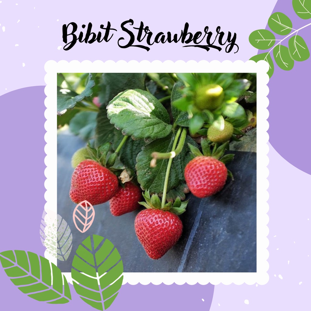 Jual BIBIT POHON BUAH STRAWBERRY BIBIT TANAMAN BUAH STRAWBERRY | Shopee ...