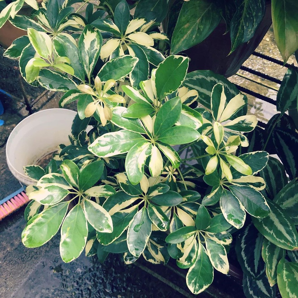 Jual TANAMAN HIAS Walisongo varigata (schefflera madame de smet) | Shopee Indonesia