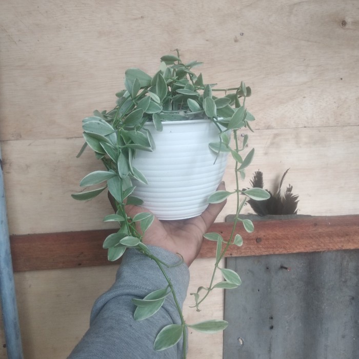 Jual TANAMAN DISCHIDIA CASCADE + POT TAWON | Shopee Indonesia