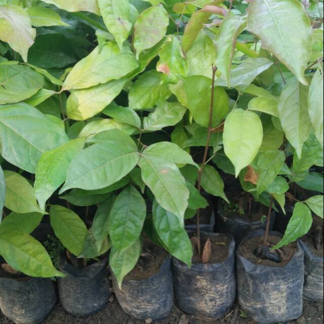 Jual Bibit Tanaman Jengkol atau Jering (dalam nama ilmiah disebut ...