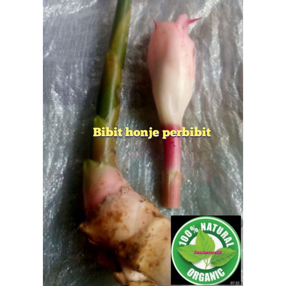 Jual jual bunga kecombrang honje per 1 kg | Shopee Indonesia