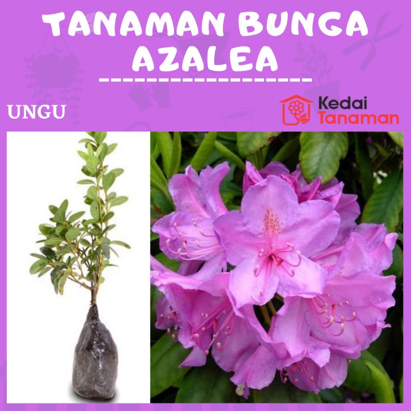 Jual Tanaman Hias Hidup Bunga Azalea Ungu - Bunga Hidup Saliyah Ungu - Asalia Ungu | Shopee ...