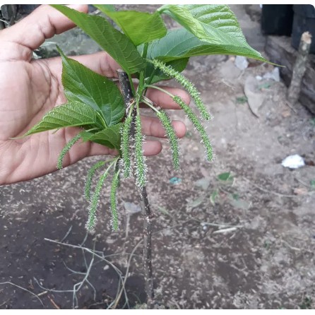 Jual Bibit tanaman long murbei | Shopee Indonesia