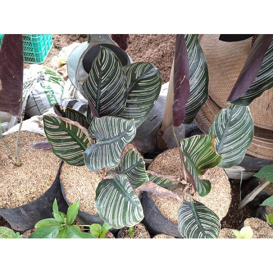 Jual Calathea Ornata ~Calatea ~Catalea tanaman hias minimal Order 4 ...