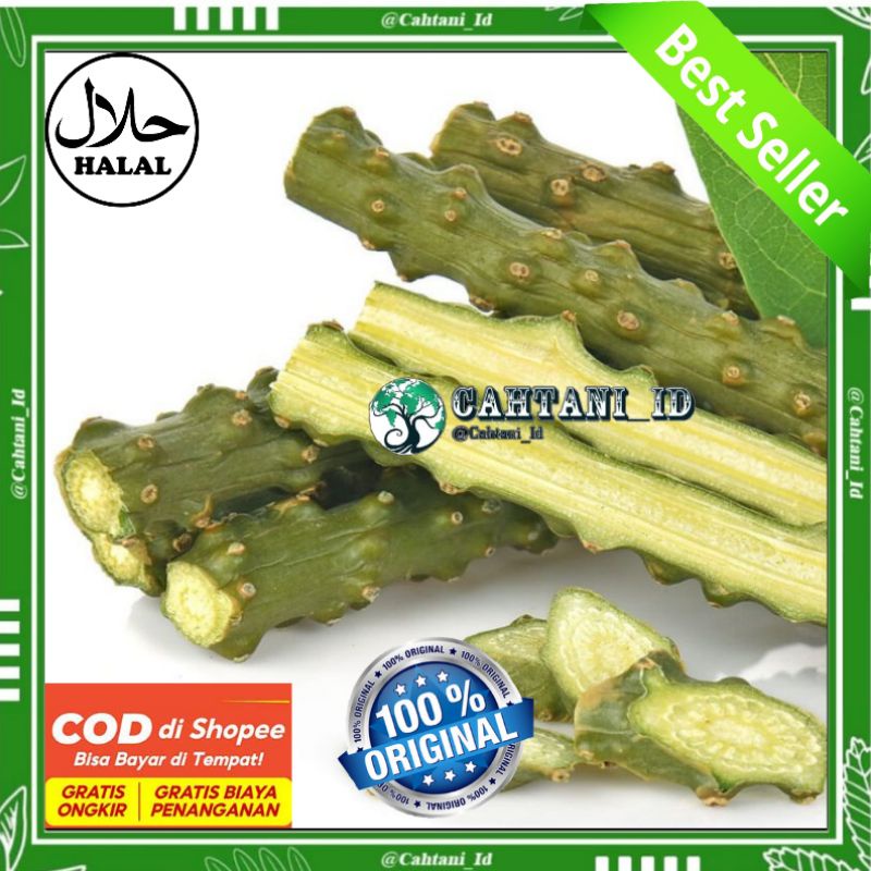 Jual TANAMAN OBAT HERBAL BROTOWALI BIBIT BATRAWALI SEGAR SAPIH ASI ...