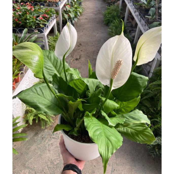 Jual TANAMAN HIDUP Bunga Spatuphilum Peace Lily ( 1 POT ) | Shopee ...