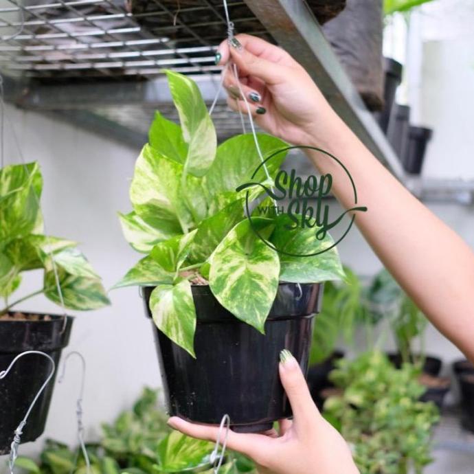 Jual Sirih Gading / Golden Pothos / Devil's Ivy / Epipremnum Aureum ...