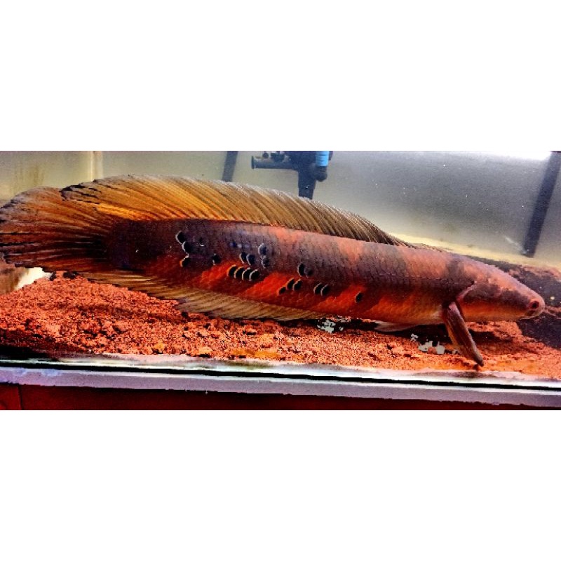 Jual Red Barito original 10 -11 cm/emperor Snakehead/free packing ...