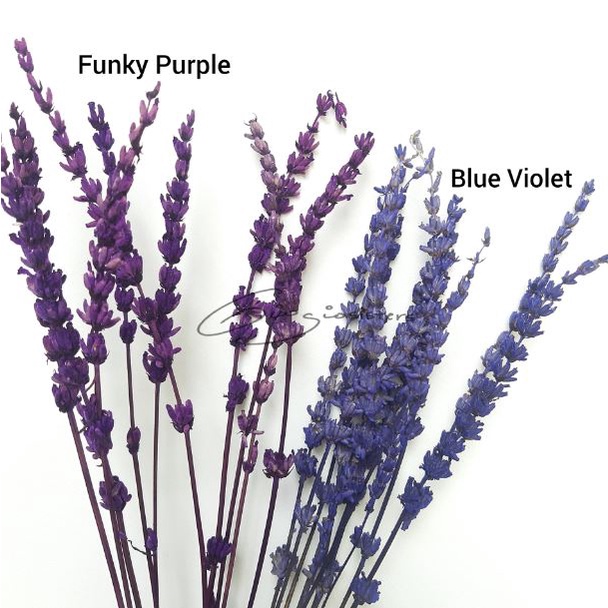 Jual Preserved Lavender 1 ikat | Dried Flower Lavender | Bunga Lavender ...