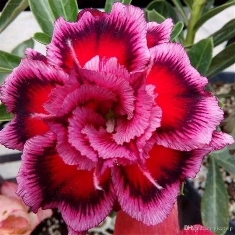 Jual TANAMAN HIAS BUNGA ADENIUM RARE MIXED (BIBIT) | Shopee Indonesia