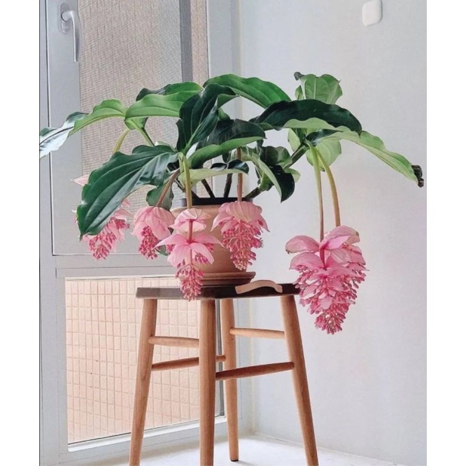 Jual Bibit tanaman bunga parijoto Filipina/showy medinilla/rose grape ...