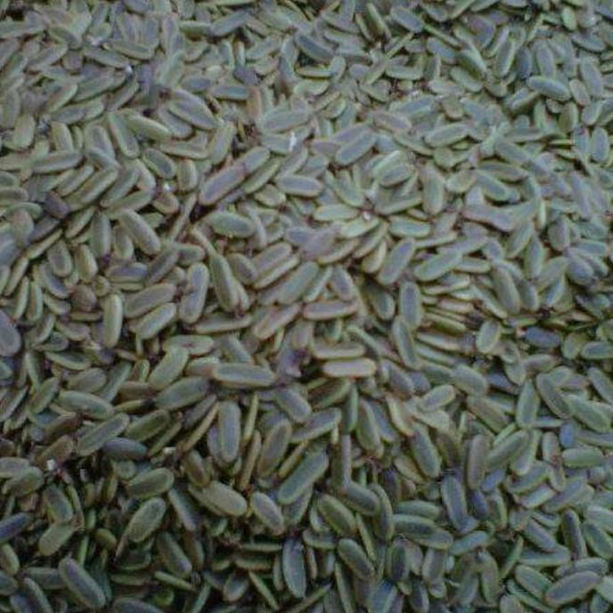 Jual Super Se Ons Biji Benih Pohon Kayu Albasia Solomon | Shopee Indonesia