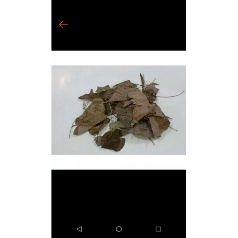 Jual 1KG 1 KG 1000 G GR GRAM YIN YANG HUO YANG FU YE 淫洋霍 EPIMEDIUM LEAF ...
