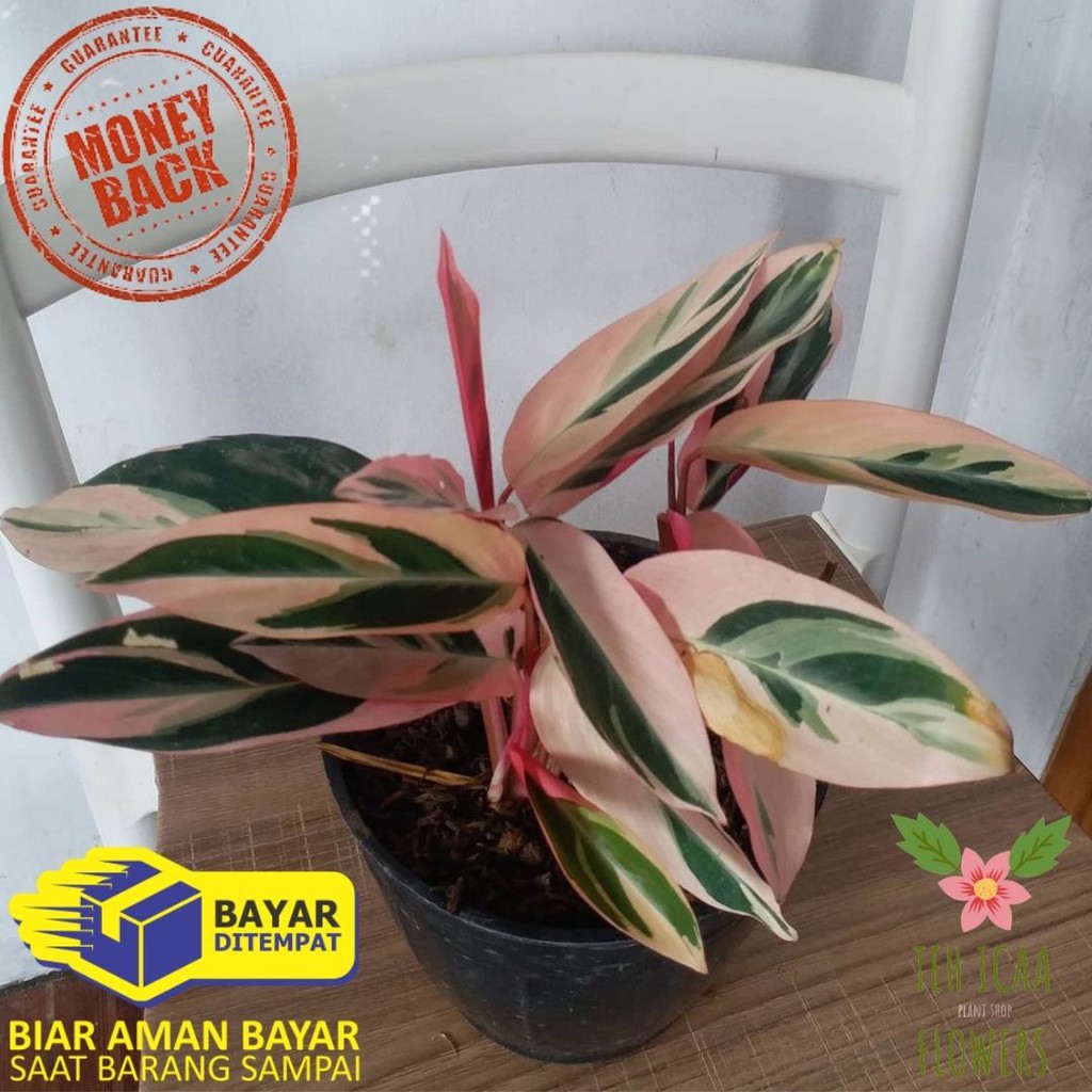 Jual MARANTA BALI CALATHEA MULTICOLOR TANAMAN HIAS MARANTA BALI ...