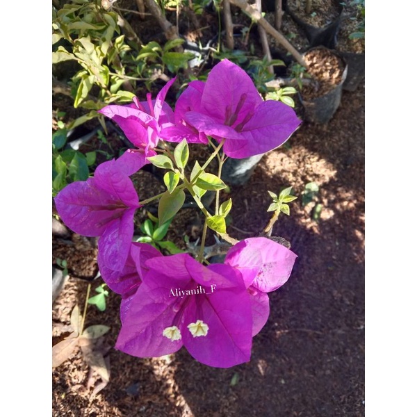 Jual Tanama hias bugenpil/tanaman bunga kertas | Shopee Indonesia