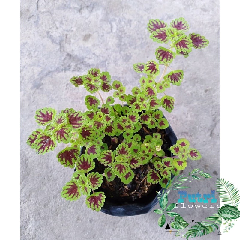 Jual Tanaman hias miana mini-tanaman hidup (Tanaman Hidup-Bunga Hidup ...