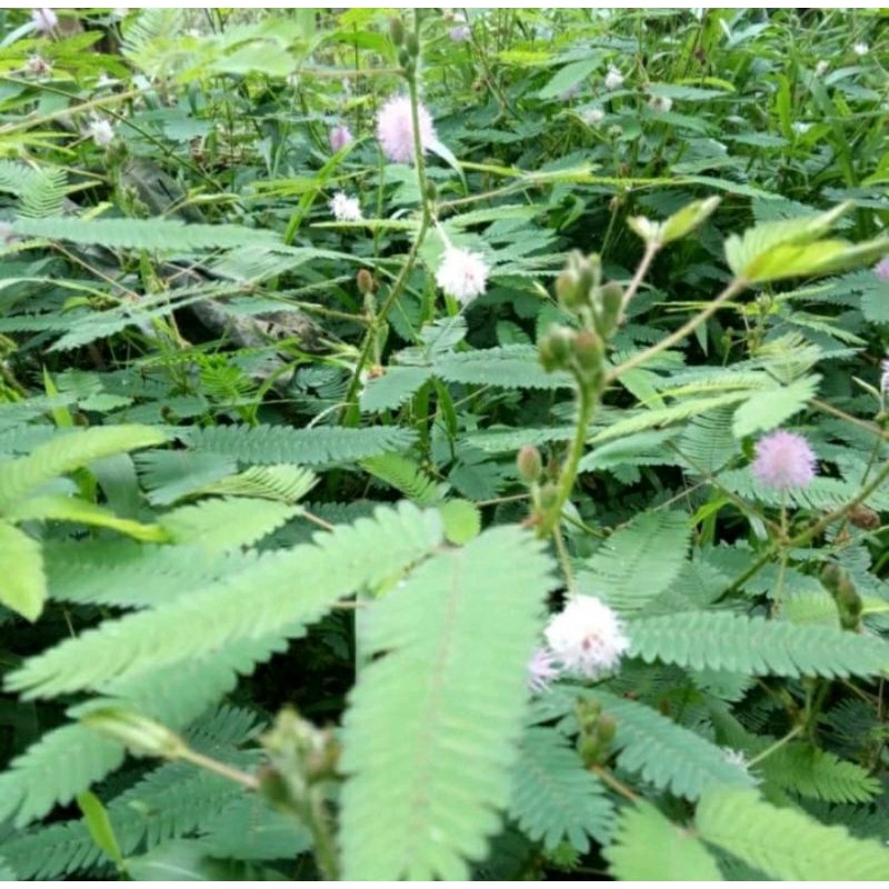 Jual Daun Putri Malu Segar 1kg / Rumput Putri Malu / Bunga Putri Malu ...