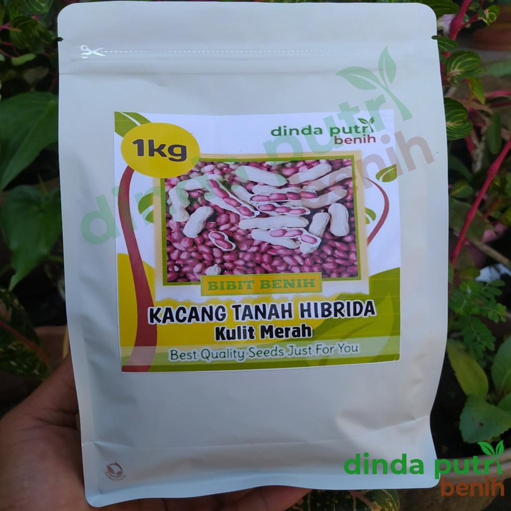 Jual 1000gram/1kg Benih/bibit kacang tanah hibrida kulit merah (new ...
