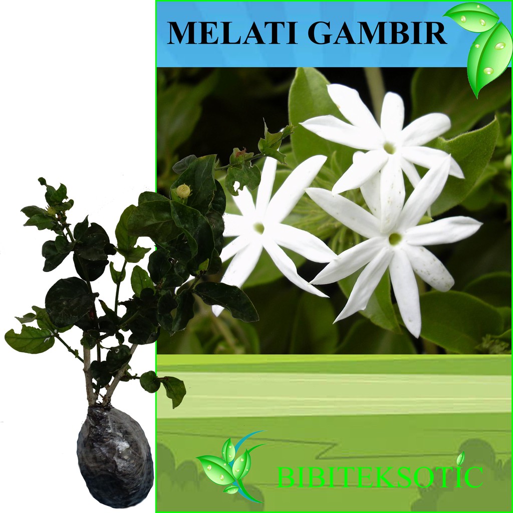 Jual Tanaman Bunga Melati Gambir (Tinggi 25-35 cm) | Shopee Indonesia