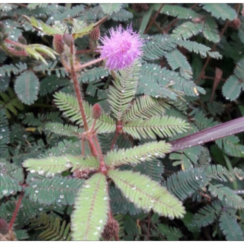 Jual Putri malu segar 500g obat herbal alami(Akar,Batang,Daun) | Shopee ...