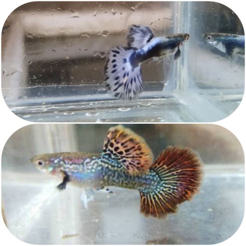 Jual IKAN GUPPY 2 JENIS. PERPASANG PERJENISNYA. ( BLUEE IVORY DAN RED DRAGON ) | Shopee Indonesia