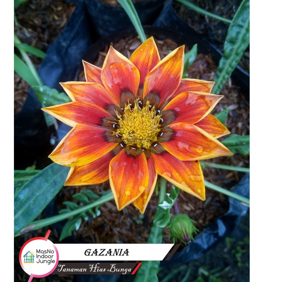 Jual Tanaman Hias Mini Orange Blooming - Tanaman Bunga Gazania | Shopee ...