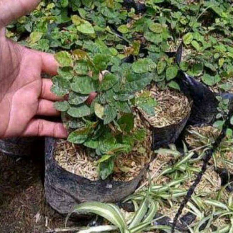 Jual Paket promo 10 Tanaman hias rambat dolar daun kecil - pohon dolar ... Jual Paket promo 10 Tanaman hias rambat dolar daun kecil - pohon dolar ...