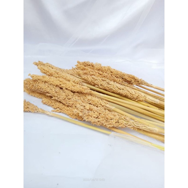 Jual Cantel harga perikat (isi 6-8) | Shopee Indonesia