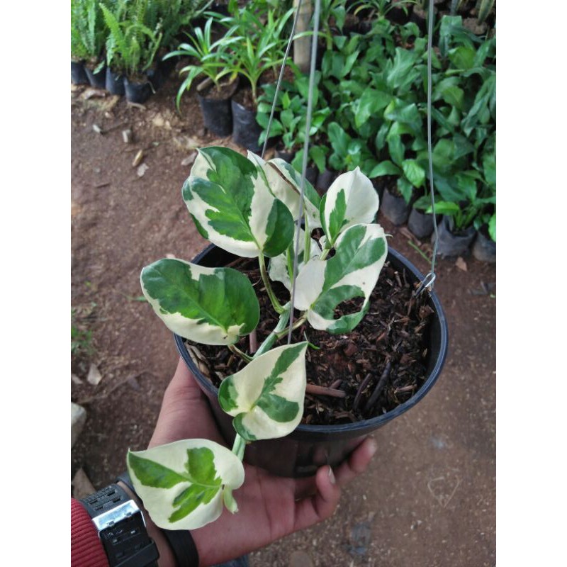 Jual tanaman hias srigading nzoy - sri gading putih hijau tanaman ...