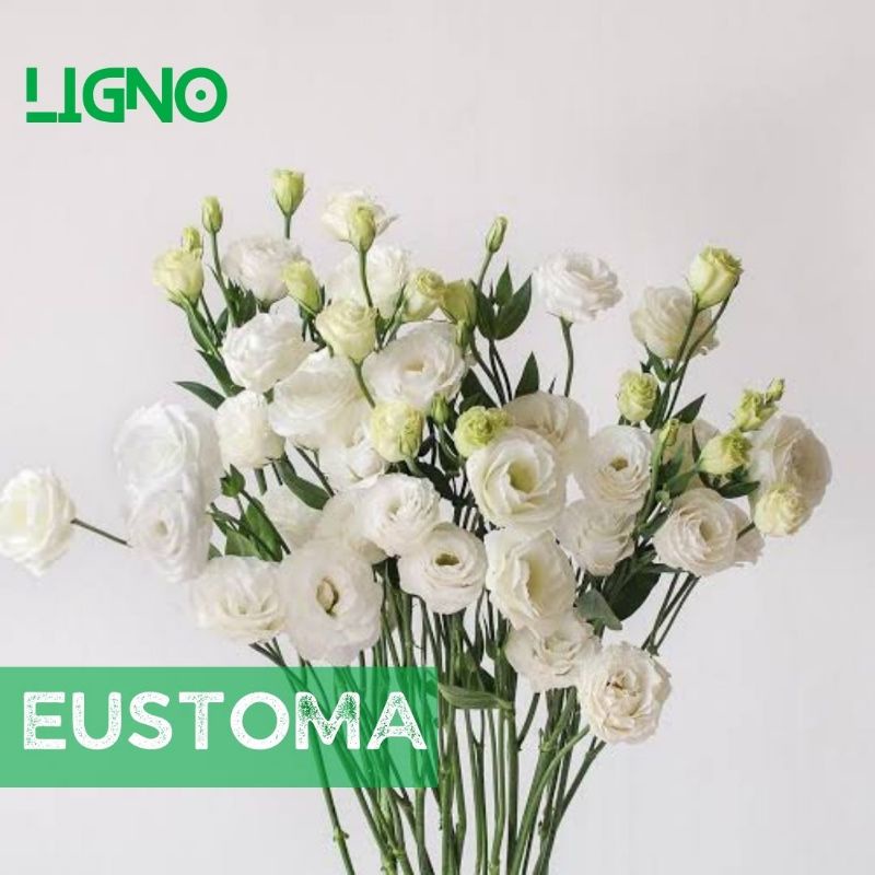 Jual Benih EUSTOMA WHITE - Biji Bibit Bunga Lisianthus | Shopee Indonesia