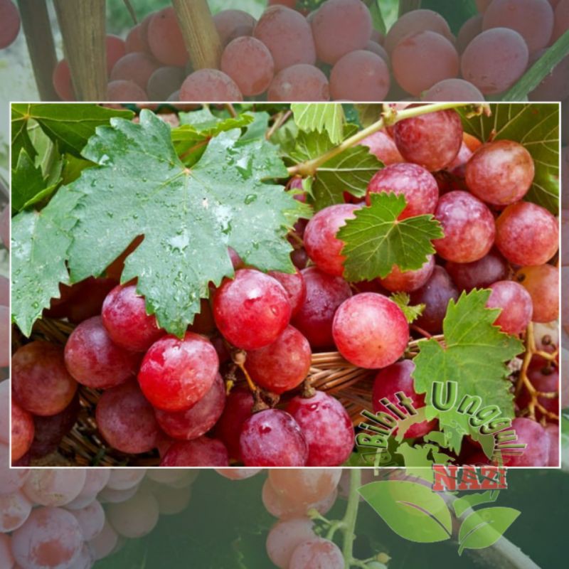 Jual BIBIT ANGGUR red caroline super | Shopee Indonesia